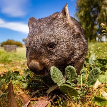 Zoodoo Zoo - LetsGoKids