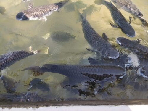 Aquascene - Get Up Close And Personal With The Local Marine Life ...