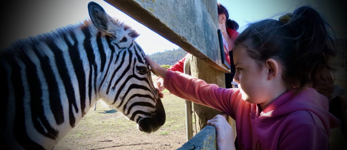 A Family Adventure at Zoodoo Zoo - LetsGoKids