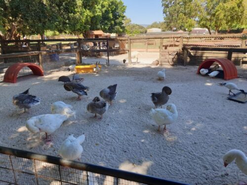 Swan Valley Cuddly Animal Farm - LetsGoKids