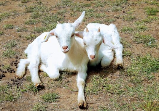 Swan Valley Cuddly Animal Farm - LetsGoKids