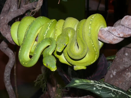 Canberra Reptile Zoo - LetsGoKids