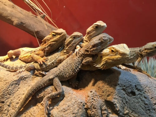 Canberra Reptile Zoo - LetsGoKids