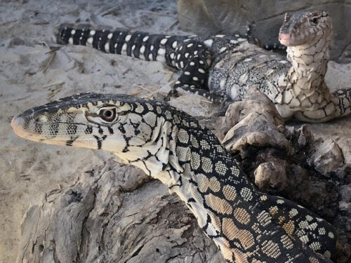 Canberra Reptile Zoo – LetsGoKids