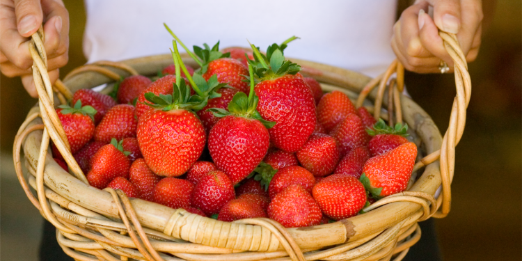 Rocky Creek Strawberry Farm - LetsGoKids