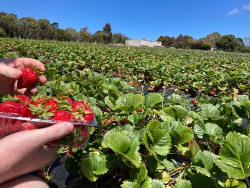 Rocky Creek Strawberry Farm - LetsGoKids