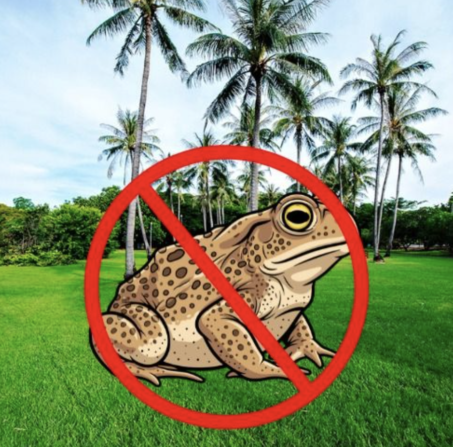 Botanic Garden Cane Toad Bust - LetsGoKids